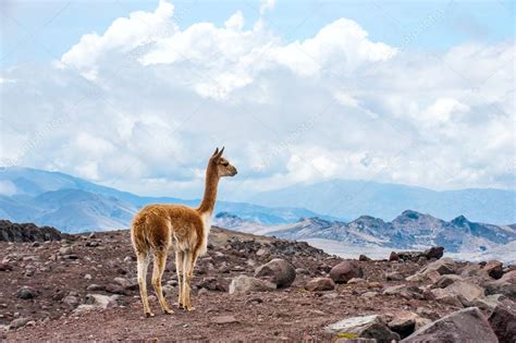 Vicuna Vicugna Vicugna Or Vicugna Is Wild South American Camel Stock
