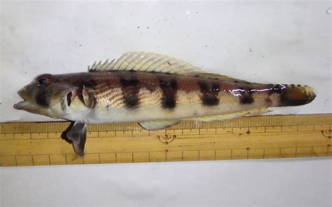 クラカケトラギス 2020 06 13 WEB魚図鑑