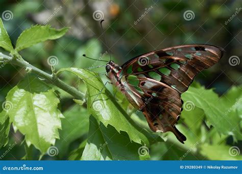 Graphium Pathysa Antiphates Fotografering För Bildbyråer Bild Av Natur Fauna 29280349