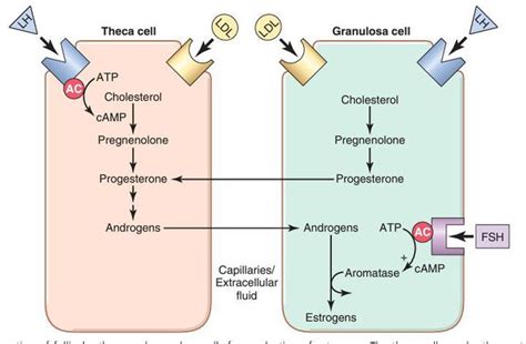 Theca And Granulosa Cells Medizzy