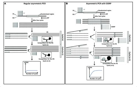 Schematic Diagram Showing Theoretical Improvement Of Asymmetric Pcr Download Scientific