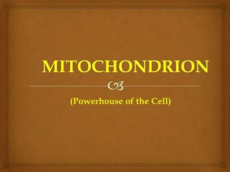 Mitochondria Introduction Function And Structure Ppt