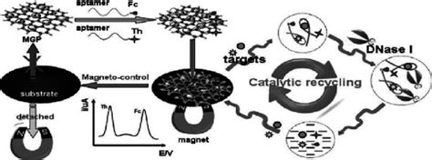 9 Ultrasensitive Aptamer Based Multiplexed Electrochemical Detection Download Scientific