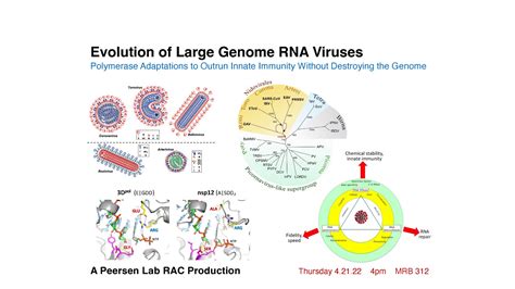 Rac Evolution Of Large Genome Rna Viruses Polymerase Adaptations To Outrun Innate Immunity