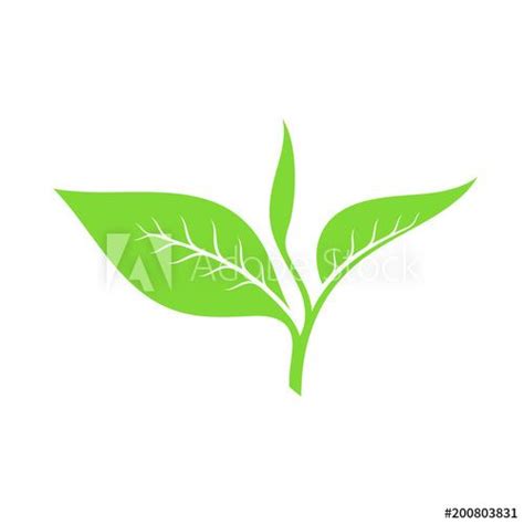 Tea Leaf Vector Illustration