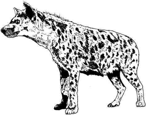 Hyena Free Printable Coloring Page Download Print Or Color Online