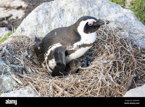 African Penguin Adult And Chicks On Nest Spheniscus Demersus Stony