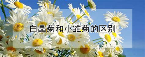 白晶菊和小雏菊的区别 发财农业网