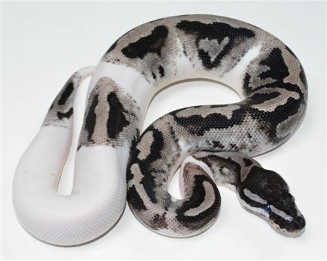 Lightning Pied Ball Python