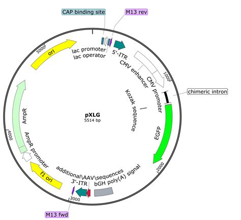 Designed Plasmid Vector