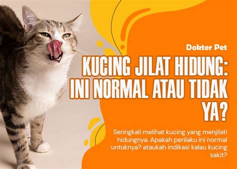 Mengapa Kucing Menjilat Hidungnya Ketahui Apakah Ini Normal Atau Tanda