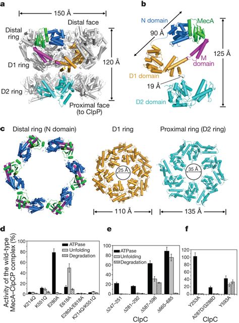 Architecture Of The Meca Clpc Molecular Machine A Overall Structure Of