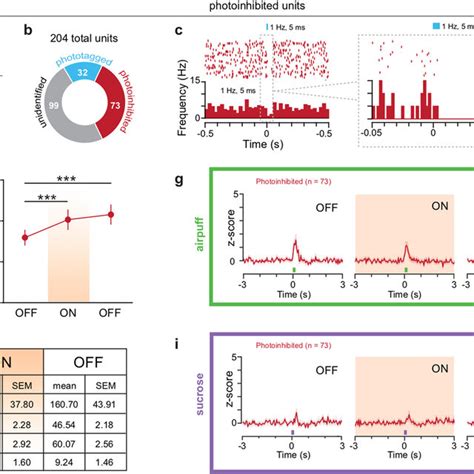 Putative Connection Strength Of Mpfc Projections To Downstream Targets Download Scientific