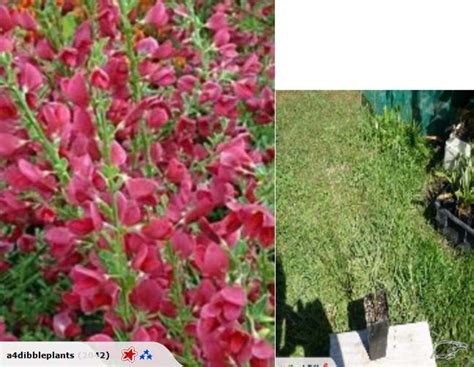 Cytisus Ruby Red Broom A4dibble Plants