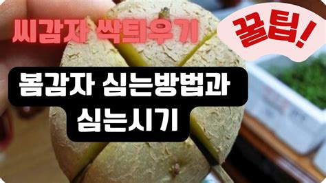 봄감자 심는시기와 심는방법 씨감자 싹틔우기 꿀팁 Youtube