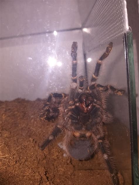 Is It Possible To Sex This Tarantula It Is A Grammostola Pulchripes