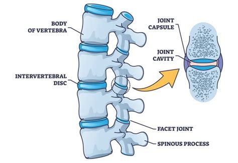 Zygapophyseal Joint Wikism Sports Medicine Wiki