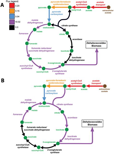 Analysis Of The Citrate Synthase Cs Reaction On Dehalococcoides Download Scientific Diagram