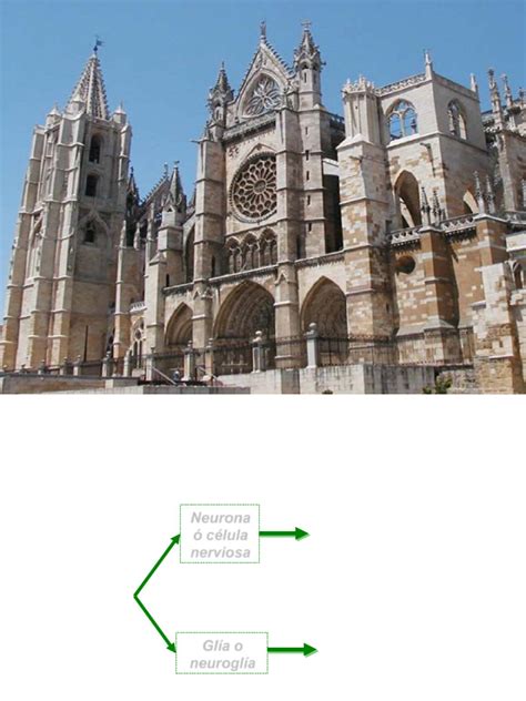 Tema 6 La Celula Nerviosa Pdf