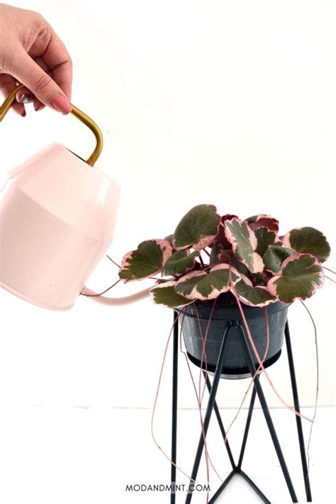 Strawberry Begonia Care Guide Saxifraga Stolonifera