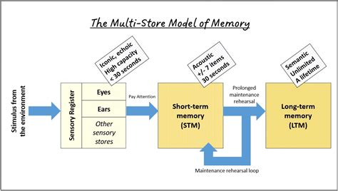 Memory The Multi Store Model Of Memory Aqa A Level Psychology Updated For Sept 2025