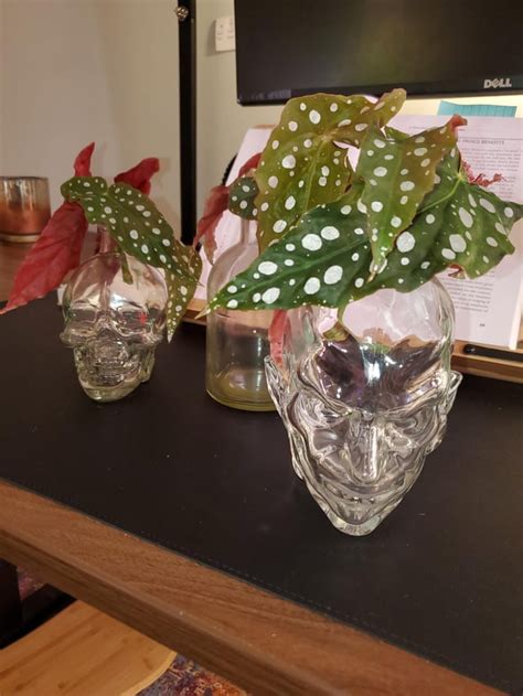 Everyone Is Getting A Rooted Begonia Maculata For Christmas 🙊 R