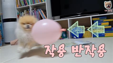 풍선을 무서워 하는 강아지 Youtube