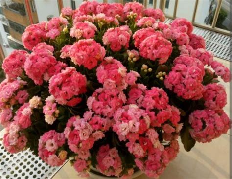 冬天开的花有哪些 八大冬天最耐寒的室外花品种 WE生活