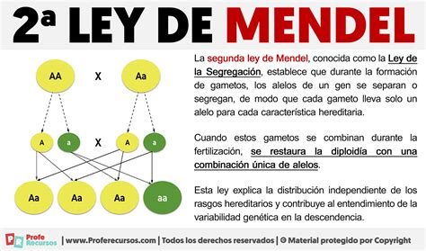Segunda Ley De Mendel La 2ª Ley De Mendel
