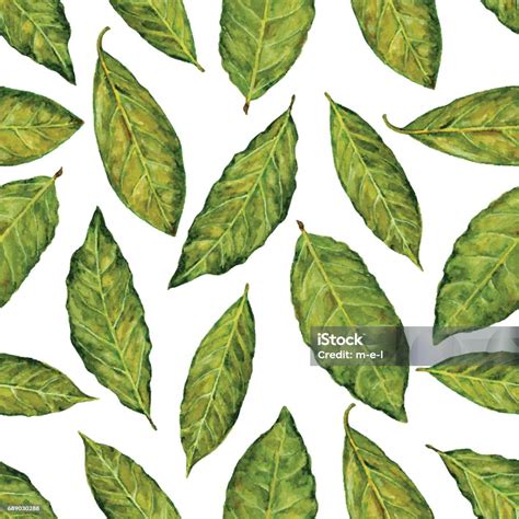 베이 리프 수채화 그림 흰색 배경 손으로 그려진된 완벽 한 패턴 디자인 식품 건강 한 시장 식당 메뉴 주방 아로마 테라피에 대 한 유기 신선한 향신료 성분에 고립 잎에 대한
