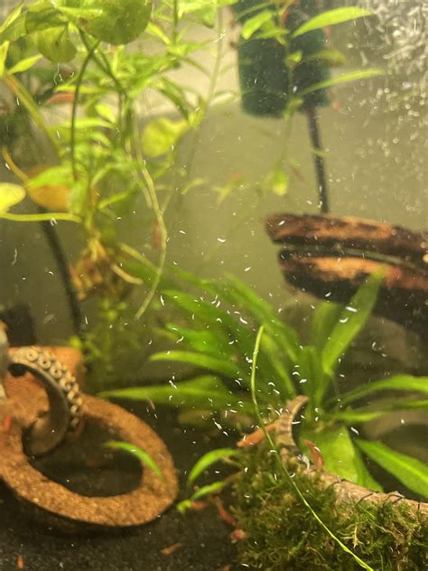 Need Help Identifying What Are These Worms In My Shrimp Tank Are