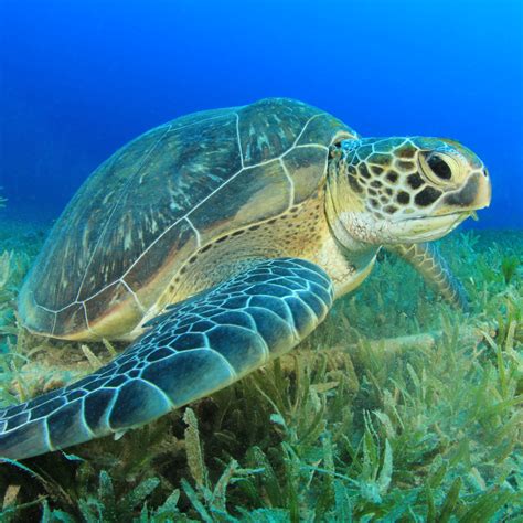 Green Sea Turtle Identifying Characteristics