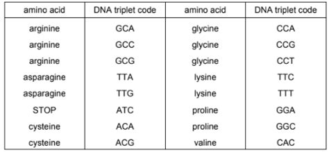 The Table Shows The Dna Triplet Codes For Some Amino Acidsthe Base Seque