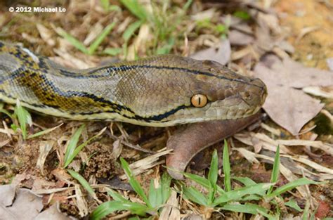 The Rainforests Of Borneo And Southeast Asia Reticulated Python Python Reticulatus From Borneo