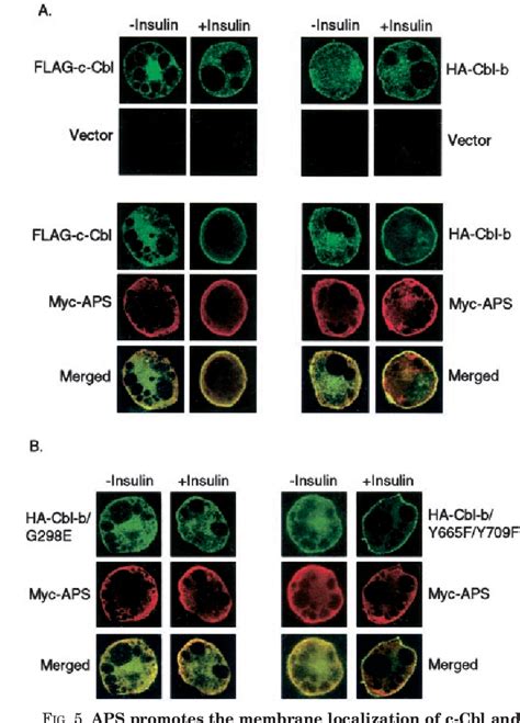 Figure 1 From The Roles Of Cbl B And C Cbl In Insulin Stimulated