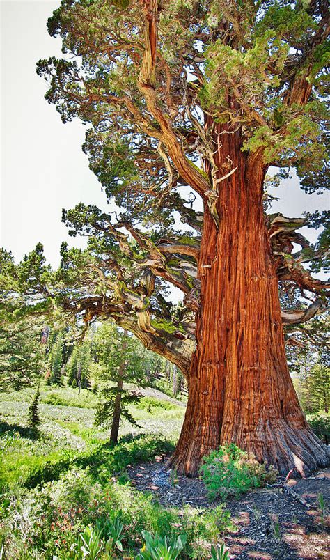 Bennett Juniper Photograph By Mark Robert Bein Pixels