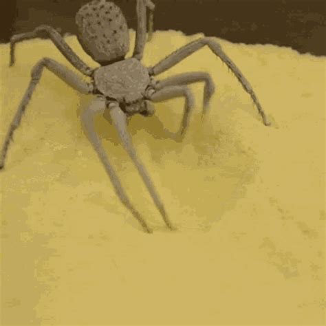 Nope Spider Meme 