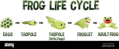 Frog Life Cycle Diagram Illustration Stock Vector Image And Art Alamy