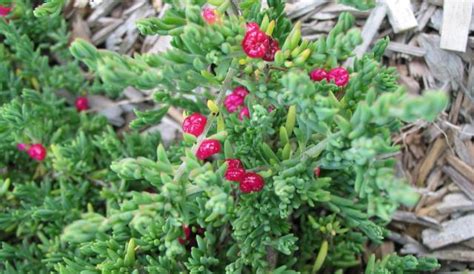 Ruby Saltbush Grasslands