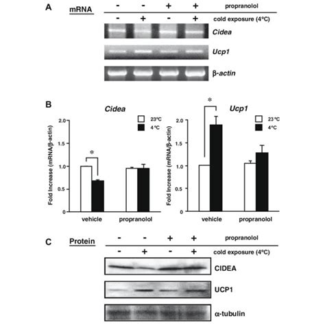 Effect Of Acute Cold Exposure On Cidea And Ucp1 Expression Levels Of