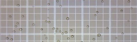 Hemocytometer Wbc