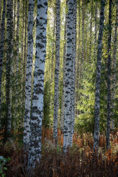 Metsät Opi Maasta Ja Metsästä