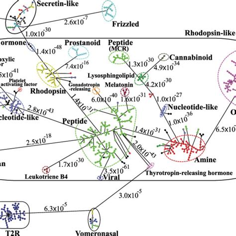 Minimum Spanning Tree Diagram Of The Gpcr Network In The Dataset