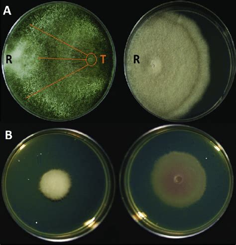 Representative Of Antagonistic Tests Between Trichoderma Spp And Download Scientific Diagram