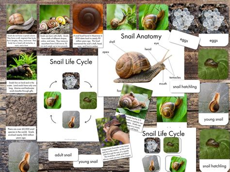 Snail Printables Snail Fact Cards Snail Anatomy Poster Snail Life