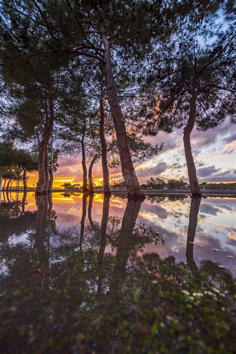 Sunset With Trees And Reflection Stock Photo Image Of Evening Yellow
