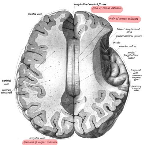 Anatomy Of The Corpus Callosum