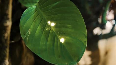 Fantasy Fairies Floating Above Leaves Nature Stock Footage Ft Magic