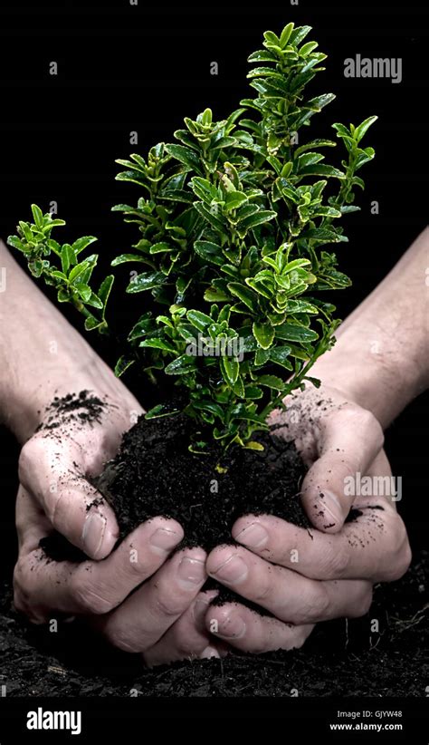 Tree Ground Soil Stock Photo Alamy