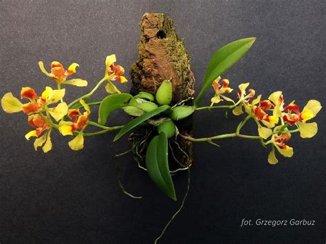 Oncidium Coloratum Care And Culture Travaldos Blog